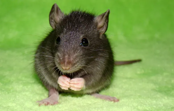 Wallpaper macro, green, green, rats, rat, macro, 1920x1080, Pets for ...