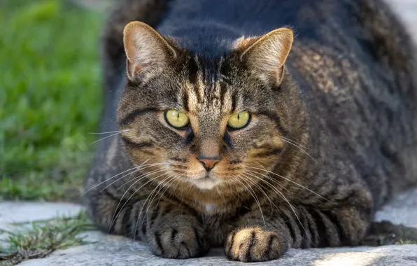 Download wallpaper cat, cat, look, nature, pose, face, section cats in ...