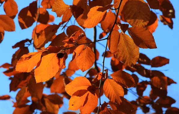 Wallpaper autumn, tree, leaf for mobile and desktop, section природа ...