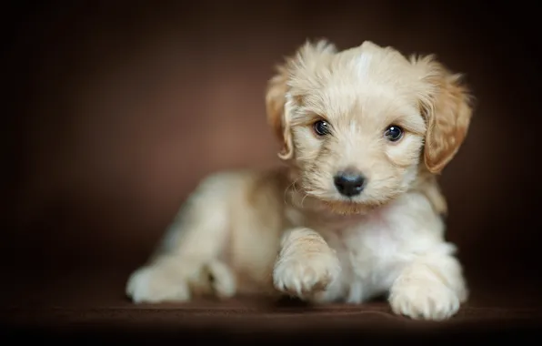 Download wallpaper portrait, dog, puppy, section dog in resolution ...
