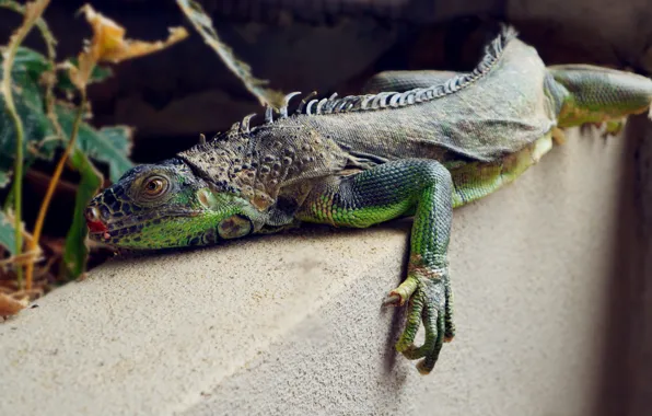 Wallpaper wallpaper, animal, lizard, magnificent, high, splendid ...