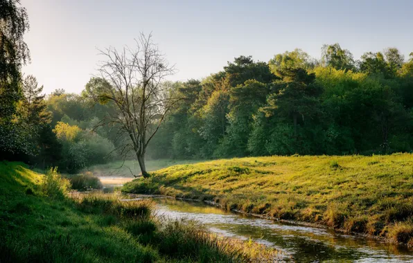 Wallpaper nature, river, tree, spring for mobile and desktop, section ...