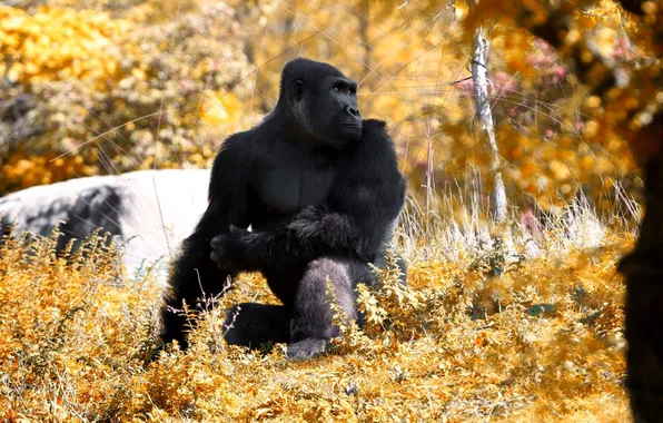 Wallpaper autumn, forest, leaves, trees, monkey, gorilla for mobile and ...