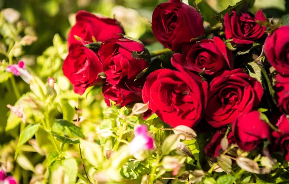 Wallpaper bouquet, red, wood, romantic, roses, red roses for mobile and ...