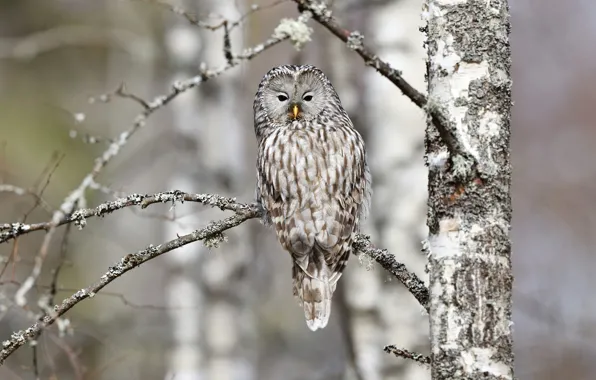 Wallpaper nature, owl, bird for mobile and desktop, section животные ...