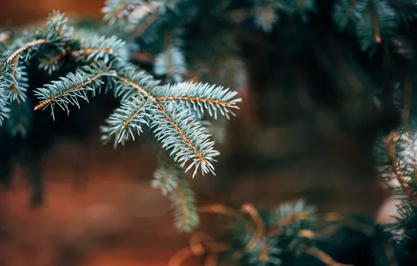 Wallpaper needles, tree, tree, branch for mobile and desktop, section ...