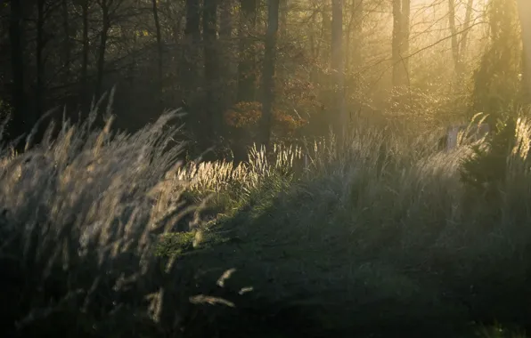 Wallpaper night, nature, background for mobile and desktop, section ...