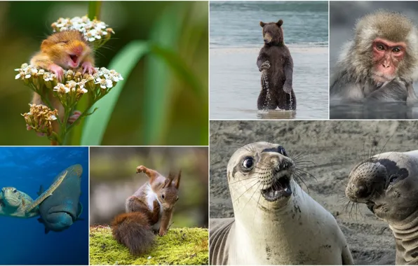 Wallpaper animals, wildlife, animal mix, happy animals for mobile and ...