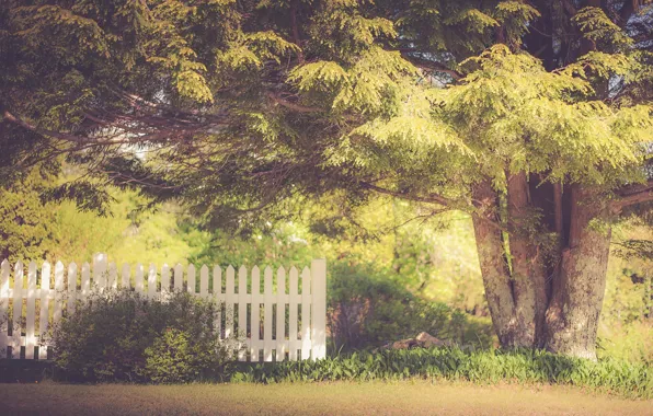 Wallpaper summer, tree, fence, sunlight, sunny, backyard images for ...