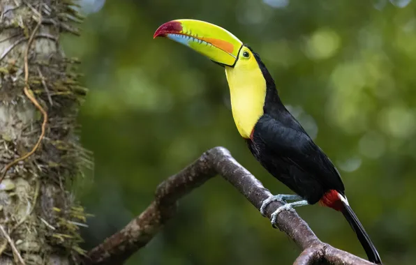Wallpaper nature, bird, Toucan for mobile and desktop, section животные ...