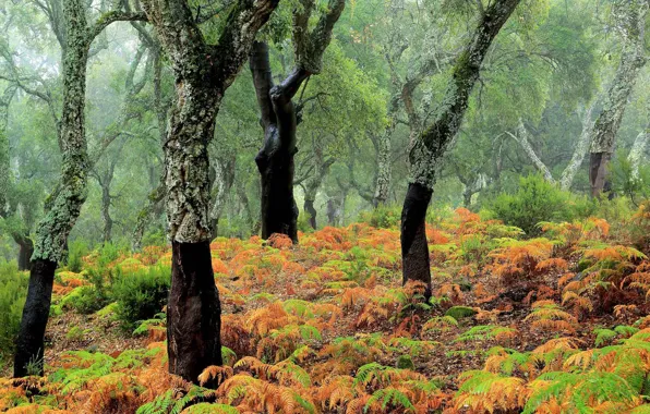 Wallpaper forest, Spain, Malaga, Los Alcornocales forest images for ...