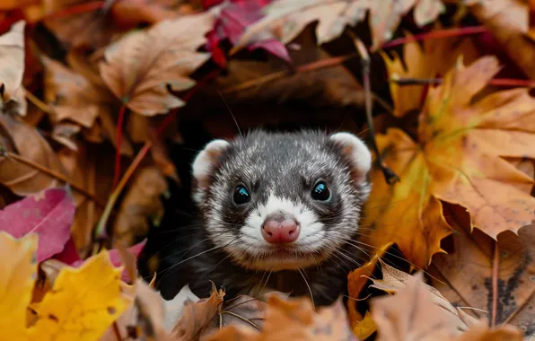 Wallpaper autumn, look, foliage, portrait, face, the pile of leaves ...