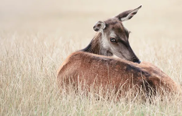 Download wallpaper field, grass, look, face, pose, stay, glade, deer ...