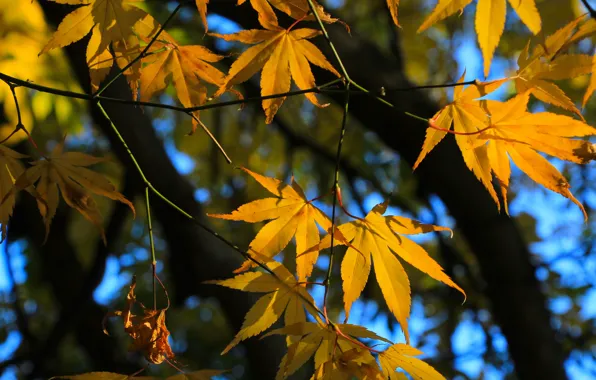 Wallpaper autumn, tree, leaf, fall for mobile and desktop, section ...