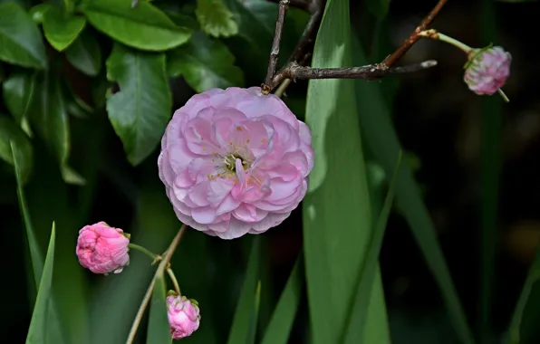 Wallpaper flower, macro, branch, buds for mobile and desktop, section ...