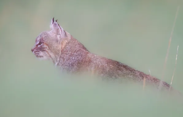 Wallpaper nature, background, haze, profile, lynx, wild cat for mobile ...