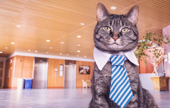 Download wallpaper cat, cat, look, grey, office, collar, tie, the room ...