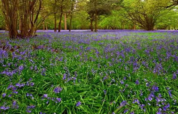 Wallpaper trees, flowers, Park, spring for mobile and desktop, section ...