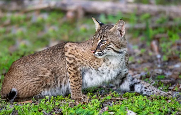 Download wallpaper look, pose, glade, lynx, section cats in resolution ...