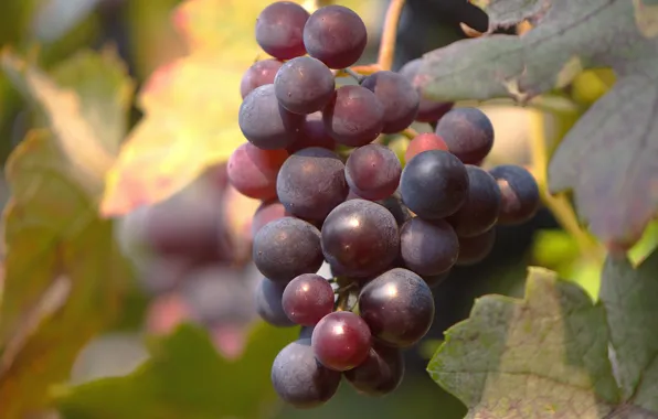 Wallpaper red, fruit, grapes, bunch, bokeh for mobile and desktop, section природа, resolution ...