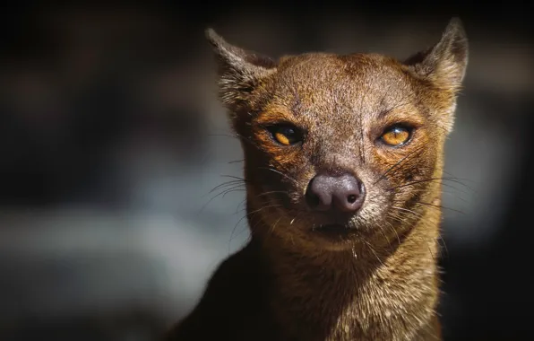 Wallpaper look, face, background, fossa for mobile and desktop, section ...