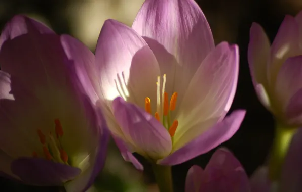 Wallpaper macro, light, flowering, Colchicum for mobile and desktop ...