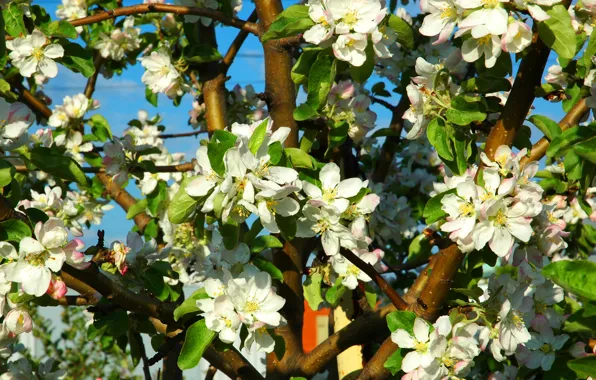 Wallpaper branches, spring, Apple, flowering, spring, flowering trees ...