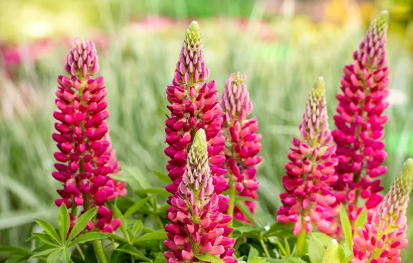 Wallpaper summer, pink, lupins for mobile and desktop, section цветы ...