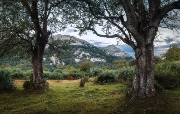 Wallpaper trees, nature, background images for desktop, section природа ...