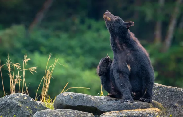 Download wallpaper nature, pose, stones, black, paws, bear, sitting ...
