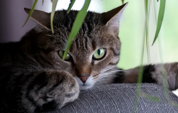 Wallpaper eyes, cat, look images for desktop, section кошки - download