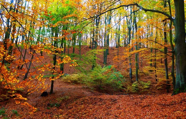 Wallpaper forest, park, autumn, tree, color for mobile and desktop ...