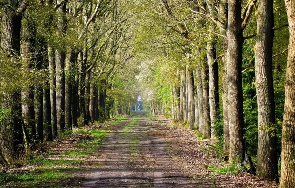 Download wallpaper road, forest, trees, road inside trees, section ...