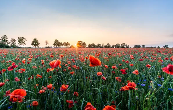 Wallpaper field, summer, the sky, landscape, flowers, nature, Maki ...
