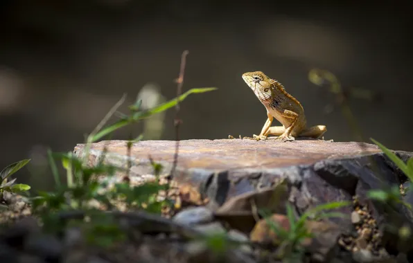 Download wallpaper grass, light, background, stone, lizard, bokeh ...