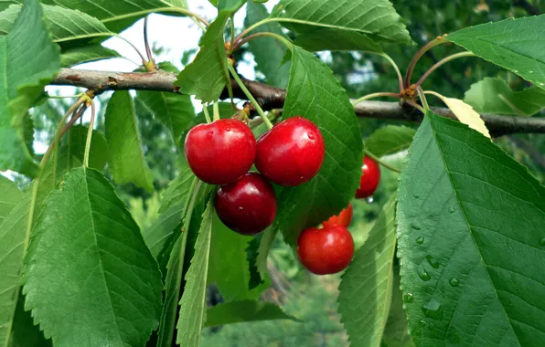 Wallpaper the rain, summer, drops, cherry images for desktop, section ...