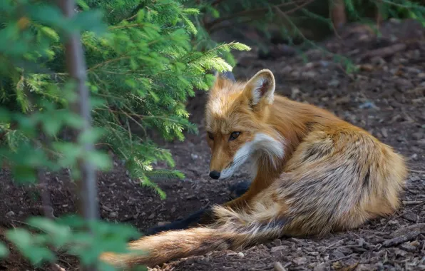 Download wallpaper nature, background, Fox, section animals in ...