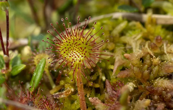Wallpaper summer, macro, swamp, sundew for mobile and desktop, section ...