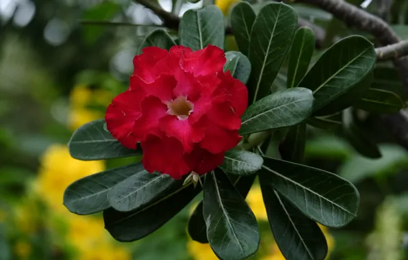 Wallpaper flowers, flowering, adenium, desert rose for mobile and ...