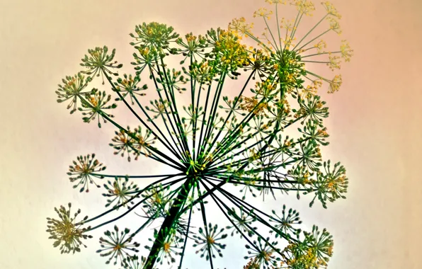 Wallpaper plant, dill, the garden, pranoti images for desktop, section ...