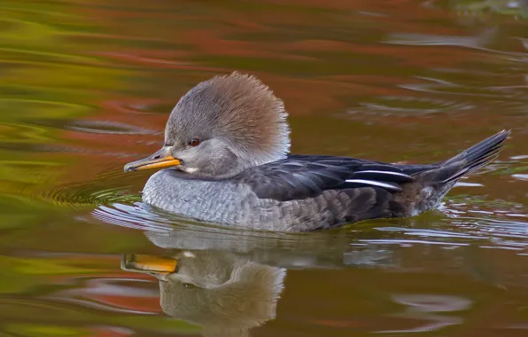 Wallpaper water, pond, reflection, bird, Duck, floats images for ...
