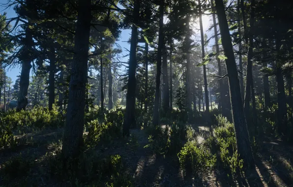 Wallpaper HDR, Wood, Game, Trees, Sunlight, UHD, Red Dead Redemption 2 ...