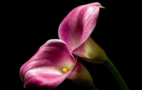 Download wallpaper flowers, background, Kala, section flowers in ...