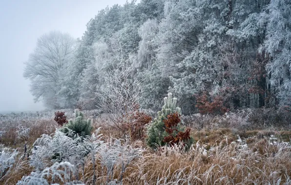 Download wallpaper frost, nature, fog, section nature in resolution ...