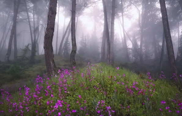 Wallpaper forest, flowers, fog for mobile and desktop, section природа ...