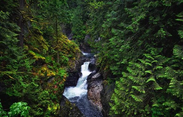 Wallpaper forest, water, nature, river, stones, rocks, waterfall for ...