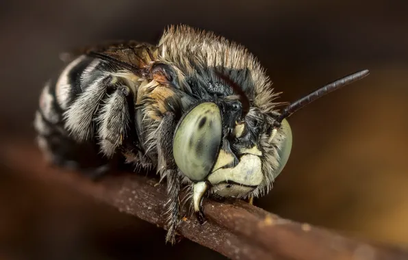 Download wallpaper look, the dark background, bee, stem, fangs, insect ...