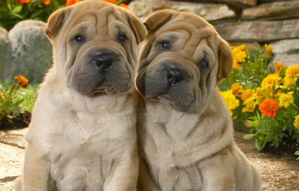 Wallpaper flowers, yard, Sharpay, puppy for mobile and desktop, section ...