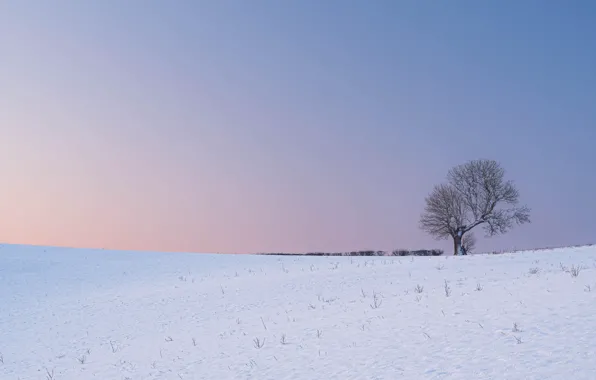 Download wallpaper winter, snow, tree, morning, section landscapes in ...