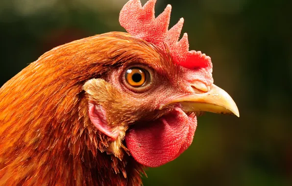 Wallpaper eye, rooster, crest for mobile and desktop, section животные ...